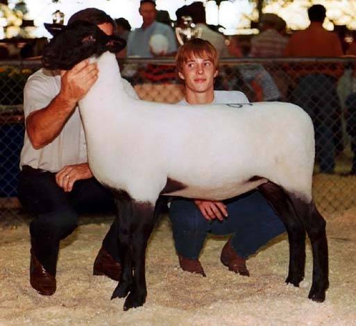 Kimm Suffolks - Home of Balanced Genetics
